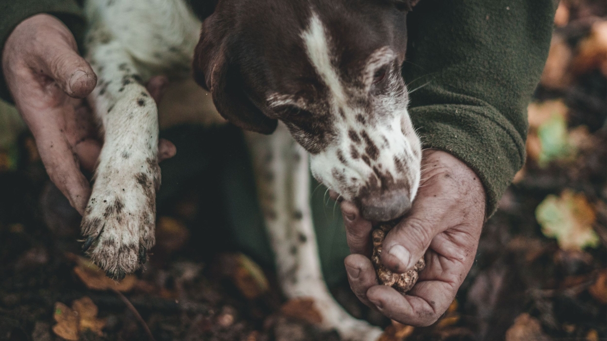 Truffle Hunting Piedmont: 2026 Alba White Truffle Guide